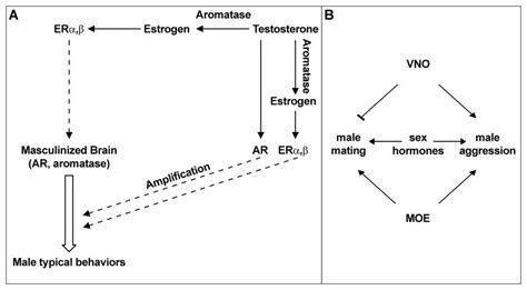 Control Of Masculinization Of The Brain And Behavior PMC