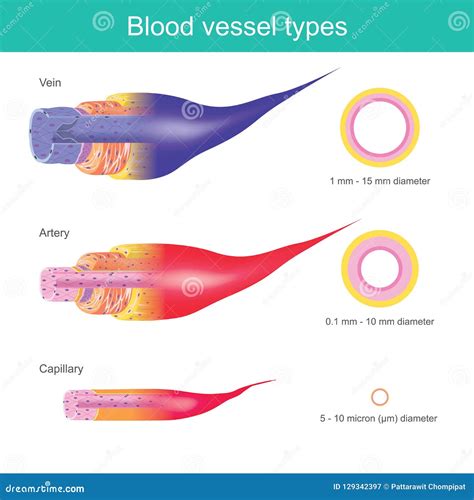 The Blood Vessels In The Human Body Are Responsible For Transporting