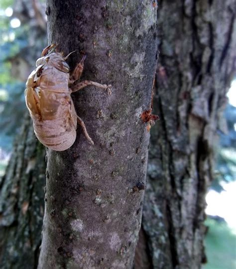 As Our Life Goes On Life Goes On Tree Trunks Cicada Shell