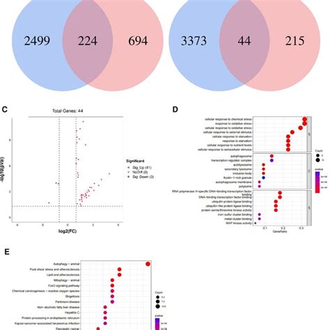 Venn Diagram Volcano Plot And Functional Enrichment Analyses Of