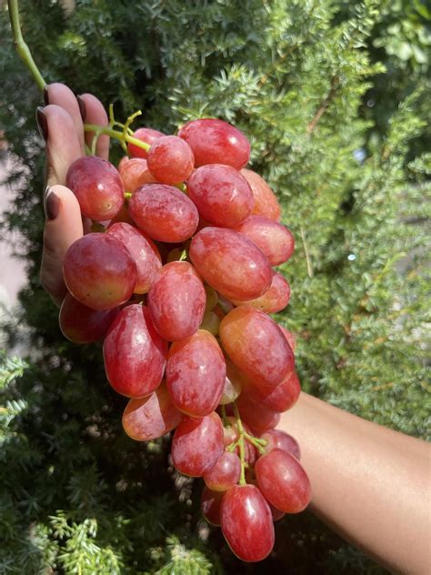 Виноградник Юліних переглянути весь каталог продукції саджанців
