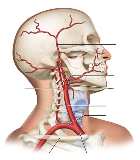 Head And Neck Arteries Diagram Quizlet