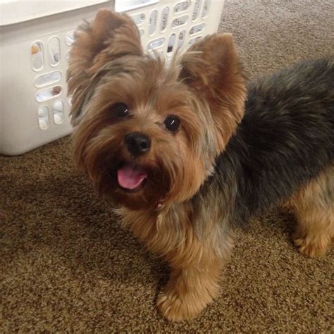 Pin On Yorkies