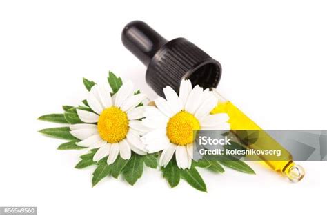 피 펫 에센셜 오일과 신선한 카모마일 꽃 흰색 배경에 고립 0명에 대한 스톡 사진 및 기타 이미지 0명 갈색 건강관리와 의술 Istock