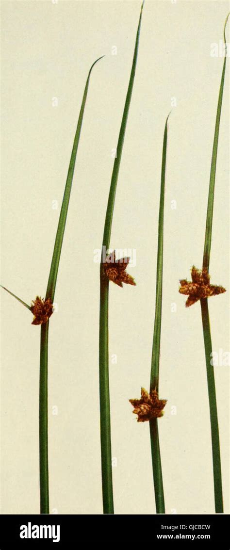 The Book Of Grasses An Illustrated Guide To The Common Grasses And
