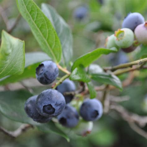 Duke Southern Fruit Trees