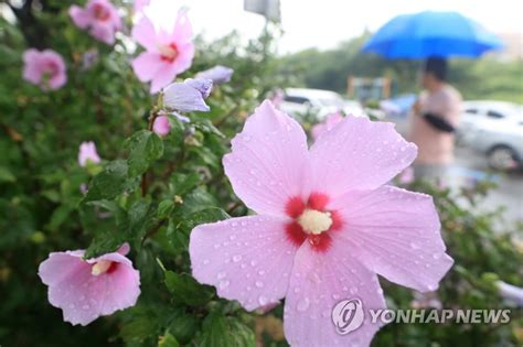 무궁화꽃이 피었습니다 연합뉴스