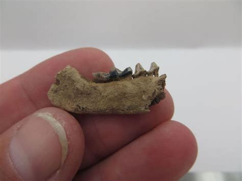 Fossil Bat Jaw Very Rare
