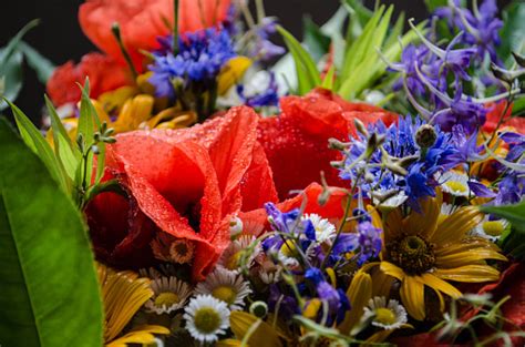 무성 한 여름 야생화와 양 귀 비 데이지 Cornflowers 근접 촬영의 꽃다발 0명에 대한 스톡 사진 및 기타 이미지 0