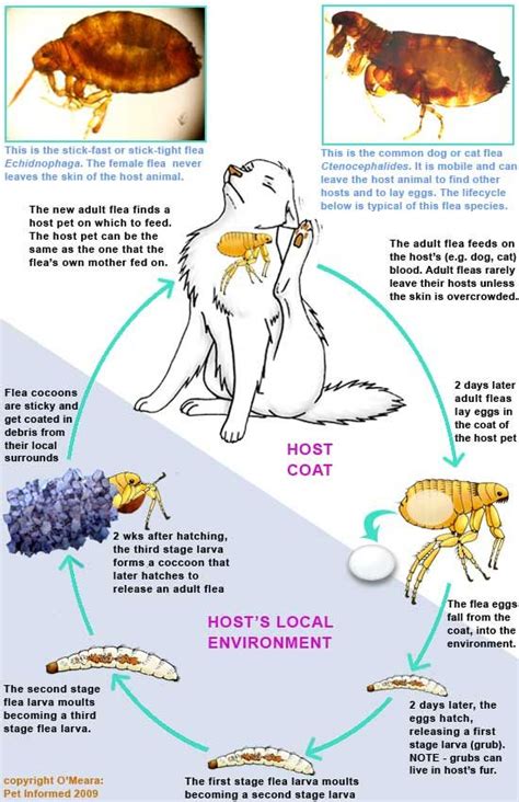 Flea And Tick Control