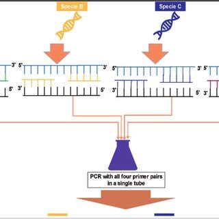 Diagram Showing The Multiplex PCR Approach Multiplex PCR Is A Download Scientific Diagram