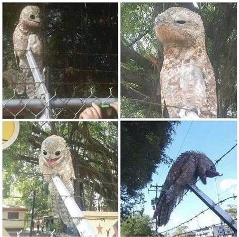 [50 50] Creepy Bird Sfw Burned Corpse Nsfw R Fiftyfifty