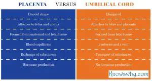 Difference Between Placenta And Umbilical Cord KnowsWhy