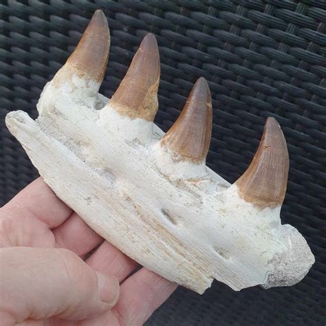 Fossil Mosasaur Jaw Fossilised Jaw Mosasaurus Beaugei 152 Mm 90 Mm Catawiki