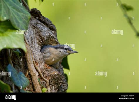 Juvenile Nuthatches Hi Res Stock Photography And Images Alamy