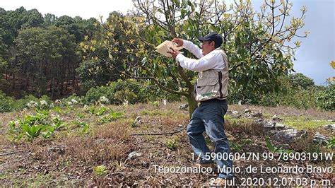 La Plagas Reglamentadas Del Aguacatero Cesavegro Facebook