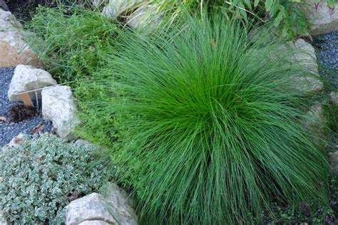Carex Howei Willow The Wisp Willow The Wisp Howe S Sedge