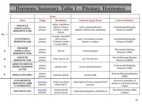 Exercise Physiology Chapter 5- Hormones Diagram | Quizlet
