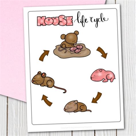 Free Printable Mouse Life Cycle Diagram For Preschoolers