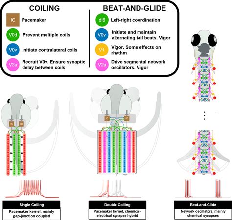 Figures And Data In Modeling Spinal Locomotor Circuits For Movements In