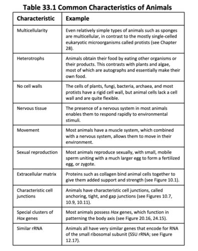Chapter 33 Animal Diversityclassificationphylogeny Flashcards Quizlet