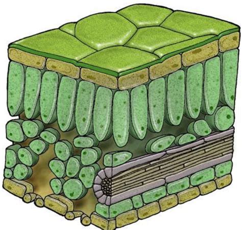 Diagram Of CROSS SECTION OF A LEAF Quizlet