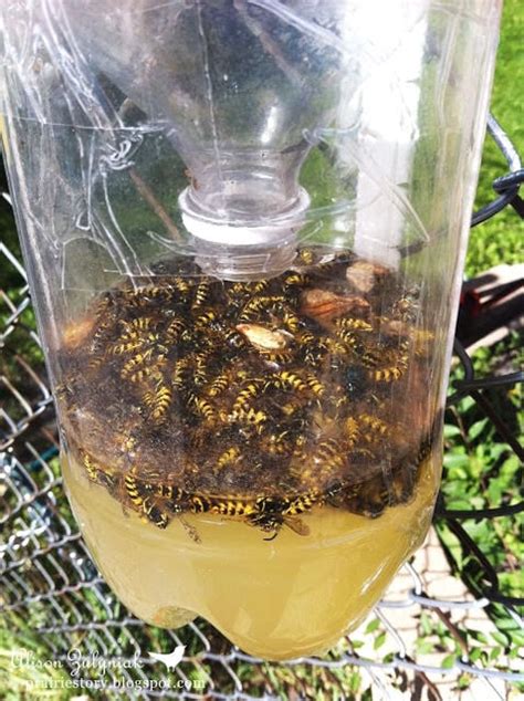 Diy Wasp Traps And Solutions For The Backyard • The Garden Glove
