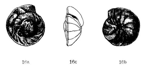 Cibicides Victoriensis Unknown None Oligocene Paleogene Foraminifera