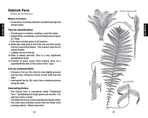 Identifying Ferns The Easy Way Pocket Guide To Common Ferns Of The Northeast NHBS Field