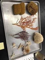 Biodiversity Lab Quiz Quizlet