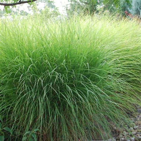 Miscanthus Sinensis Gracillimus Caragh Nurseries