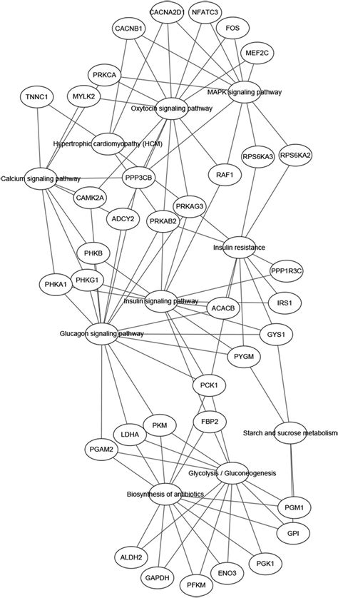 Putative Metabolic Network Regulated By Degs And Significantly Enriched