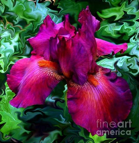 An Iris Adrift In Spring Colors