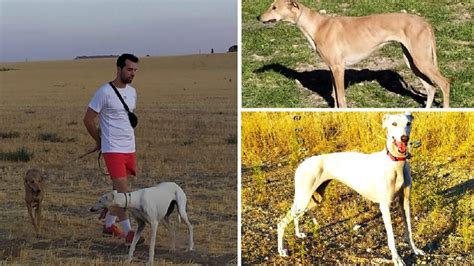 Roban Seis Galgos A Un Cazador Toledano Y La Guardia Civil Intercepta