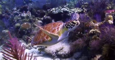 The Ugly Truth About Warming Ocean Temperatures