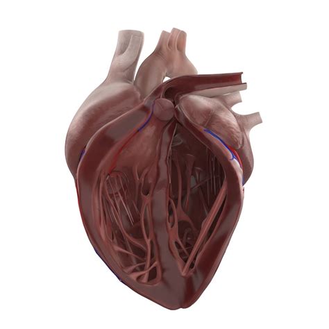 3d Dissected Human Heart Model Turbosquid 1361664