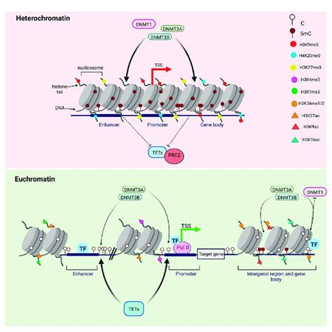 Dna Methylation Turnover In Heterochromatin Versus Euchromatin