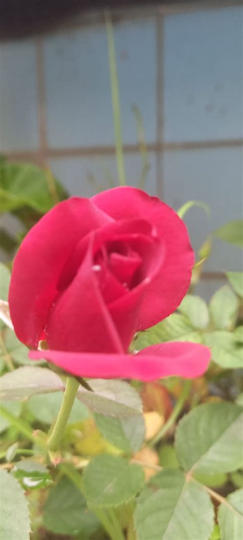 Pin De Andréia Pinheiro En Flores Da Mamãe