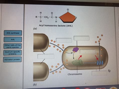 Solved Understanding The Basics Of Quorum Sensing Is Chegg