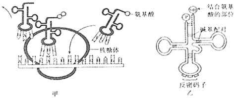 题目 下列杂交组合中子代会出现性状分离的是 A．aa×aa B．aa×aa C．aa×aa D．aa×aa 题目和参考答案——青夏教育