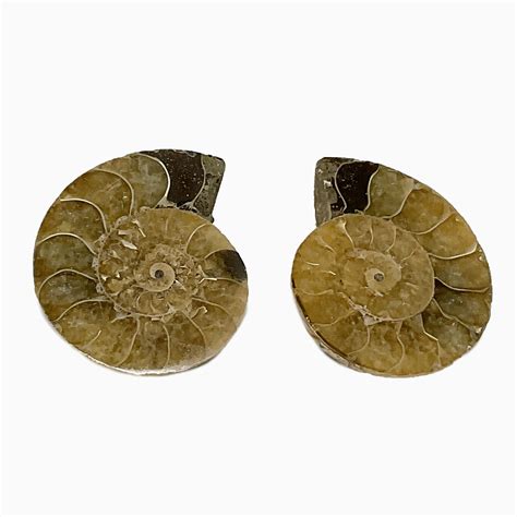 Natural Genuine Ammonite Fossils Set Loose Stone Property Room