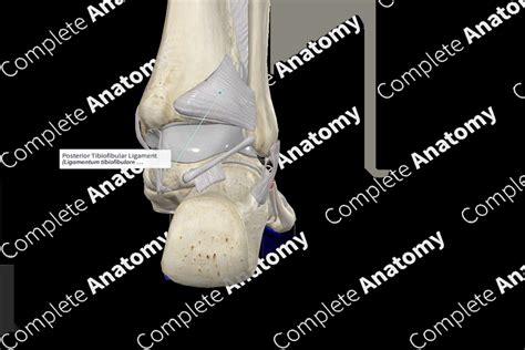 Posterior Tibiofibular Ligament Complete Anatomy
