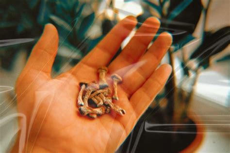 What Is Salvia Here S Everything You Need To Know Psychedelic Spotlight