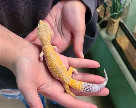 Adopted Eublepharis Macularius Leopard Gecko Monroe Re