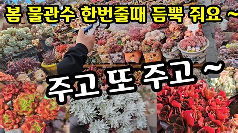 키핑장 다육이 봄맞이 물관수 듬뿍 줘요 ~💦한번줄때 듬뿍 줍니당~🌸봄이 갈수록 짧아요~~😆 Youtube