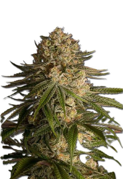 Critical Kush 5 Pack Western Mass Hydroponics