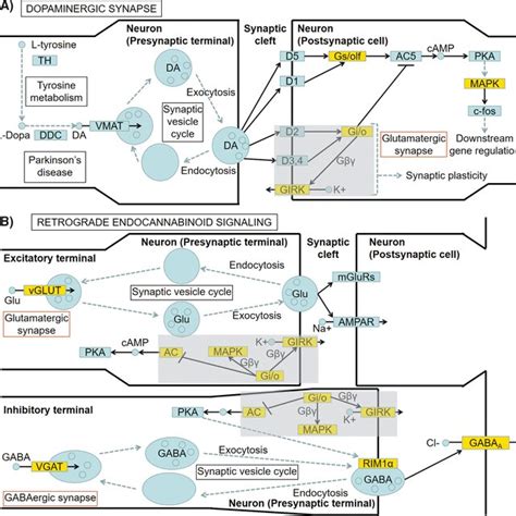 Synopsis Of Significant “dopaminergic Synapse” A And “retrograde Download Scientific Diagram