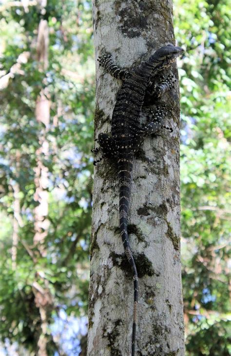 Lace Monitor Or Lace Goanna Varanus Varius Climbing A Gum Tree Stock