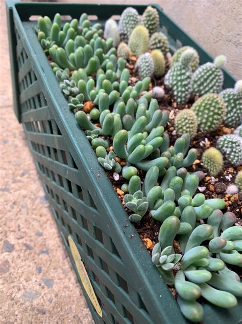多肉植物寄せ植えと乙女心、バニーカクタス、レモータ植え替え 熱しやすく冷めやすい私の日々