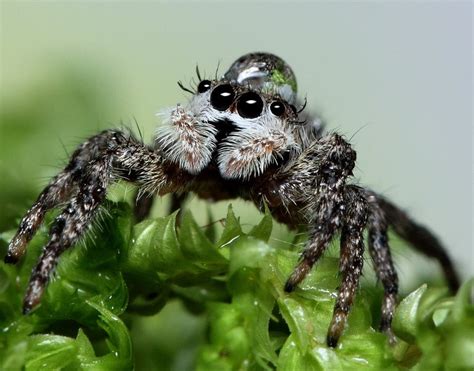 A Jumping Spider Wearing A Water Droplet As A Hat Photoshopbattles